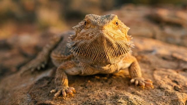 Dragão Barbudo: Preço e filhotes a venda para comprar aqui!